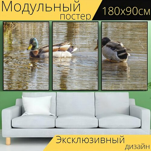 Модульный постер "Животные, утки, пруд" 180 x 90 см. для интерьера