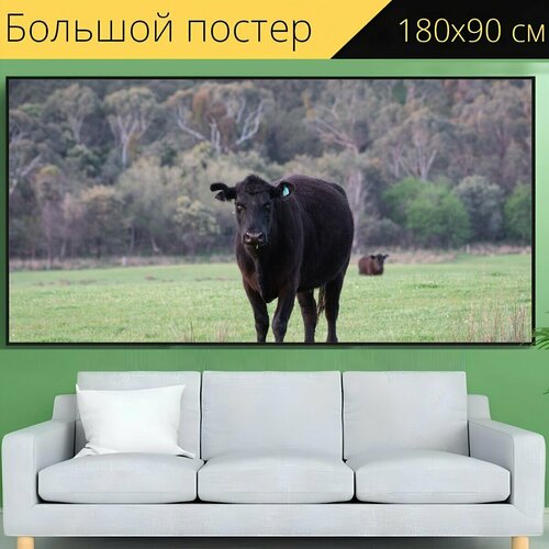 Большой постер "Корова, черный ангус, крупный рогатый скот" 180 x 90 см. для интерьера