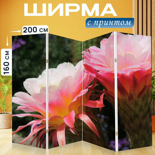 Ширма перегородка с принтом "Кактус, цветок, розовый" на холсте - 200x160 см. для зонирования, раскладная