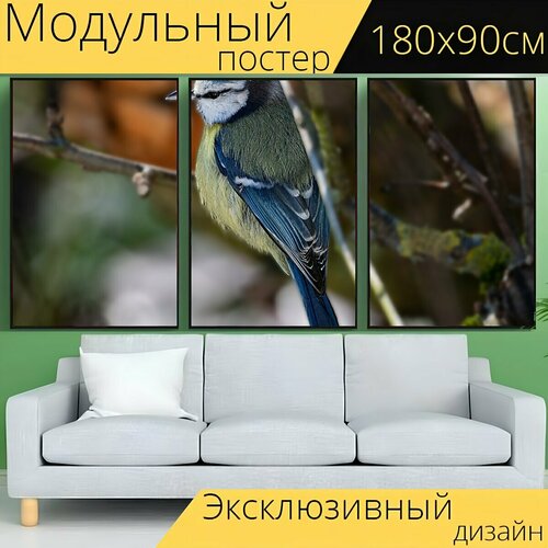 Модульный постер "Лазоревка, птица, сидя" 180 x 90 см. для интерьера