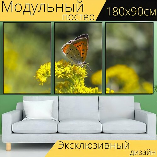 Модульный постер "Бабочка, медная бабочка, насекомое" 180 x 90 см. для интерьера