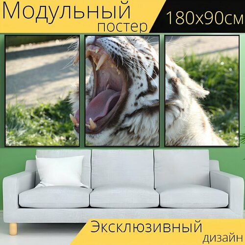 Модульный постер "Тигр, зубы, острый" 180 x 90 см. для интерьера