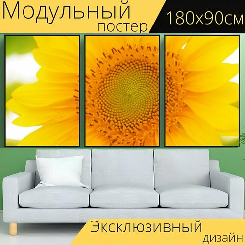 Модульный постер "Подсолнечник, цветок, солнце" 180 x 90 см. для интерьера