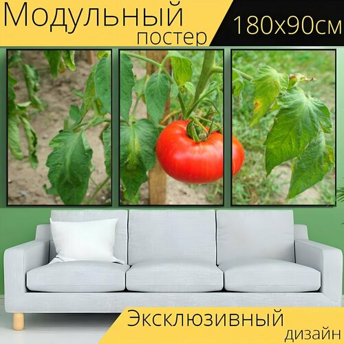 Модульный постер "Помидор, фрукты, сад" 180 x 90 см. для интерьера