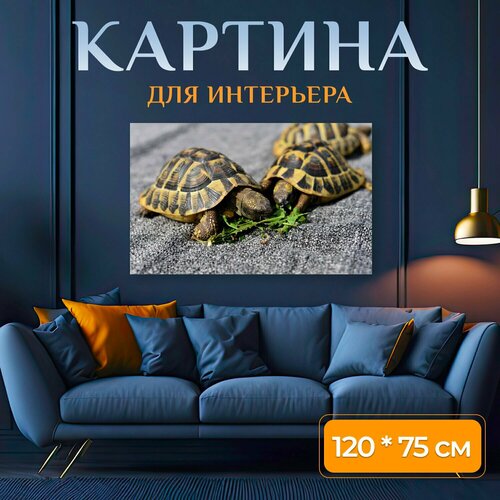Картина на холсте "Черепахи, рептилия, животное" на подрамнике 120х75 см. для интерьера