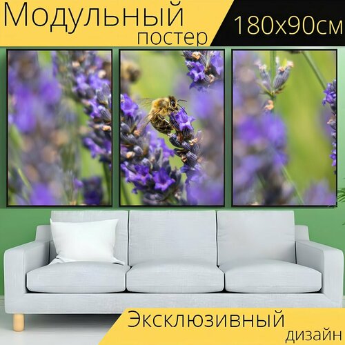 Модульный постер "Лаванда, лекарственное растение, пчела" 180 x 90 см. для интерьера