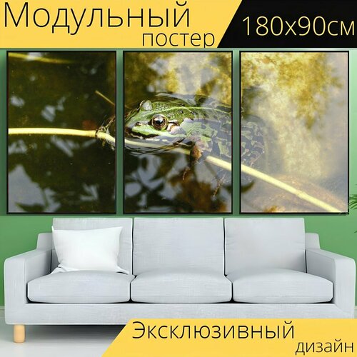 Модульный постер "Лягушка, вода, зеленый" 180 x 90 см. для интерьера