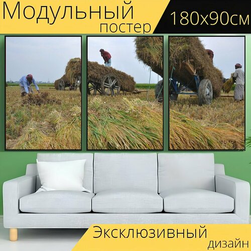 Модульный постер "Рисовые поля, уборка урожая, фермеры" 180 x 90 см. для интерьера