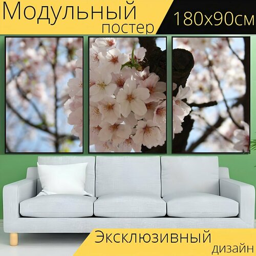 Модульный постер "Япония, токио, цветы вишни" 180 x 90 см. для интерьера