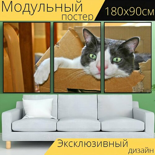 Модульный постер "Кошка, картон, симпатичные" 180 x 90 см. для интерьера