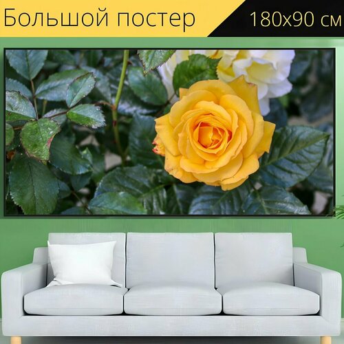 Большой постер "Роза, желтый, цветок" 180 x 90 см. для интерьера