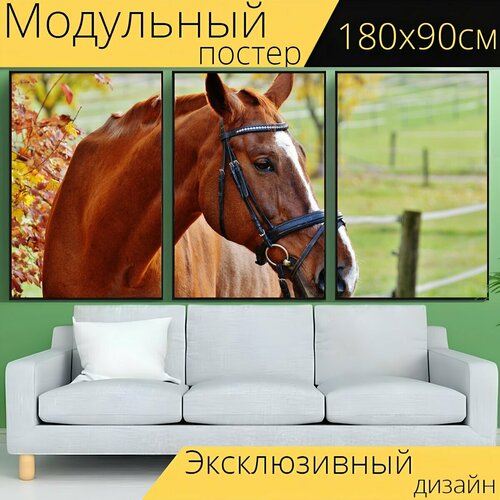 Модульный постер "Лошадь, животное, езда на лошади" 180 x 90 см. для интерьера