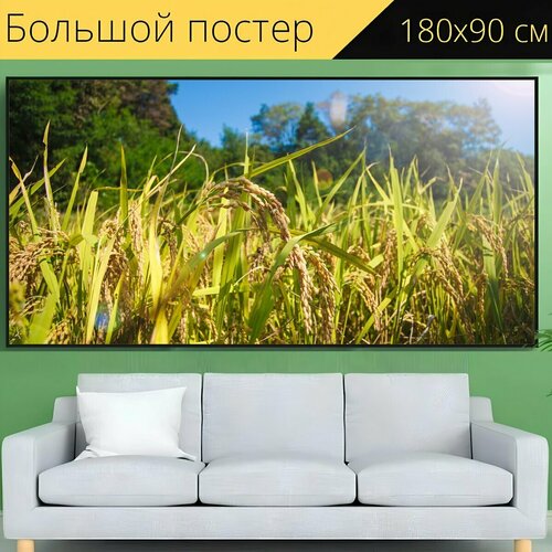 Большой постер "Рис, земледелие, зерно" 180 x 90 см. для интерьера
