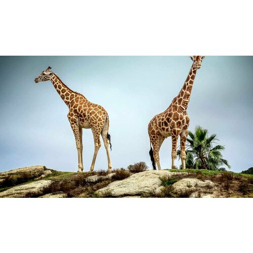 Картина на холсте 60x110 LinxOne "Пара жирафы шея" интерьерная для дома / на стену / на кухню / с подрамником