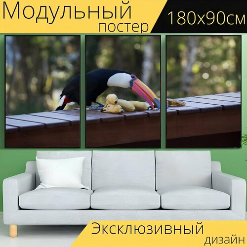 Модульный постер "Тукан, птица, животное" 180 x 90 см. для интерьера