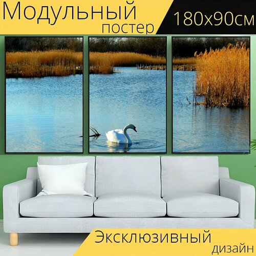 Модульный постер "Лебедь, птица, плавать" 180 x 90 см. для интерьера