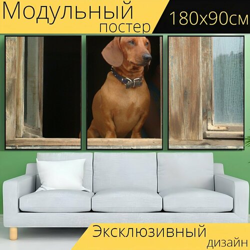 Модульный постер "Такса, домашний питомец, собака" 180 x 90 см. для интерьера