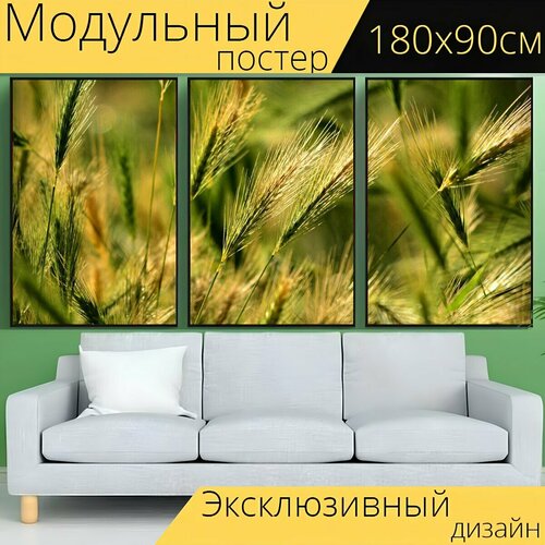 Модульный постер "Ячмень лисохвост, трава, завод" 180 x 90 см. для интерьера
