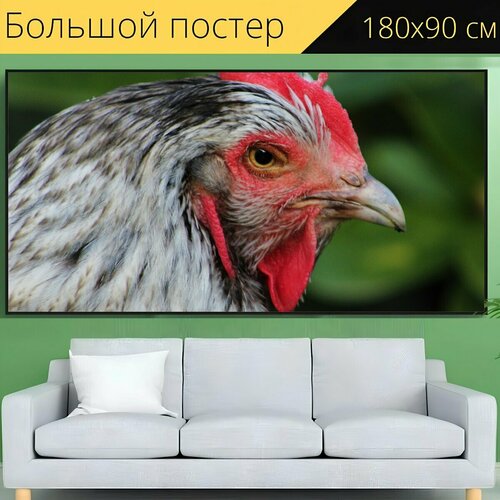 Большой постер "Курица, природа, домашняя птица" 180 x 90 см. для интерьера