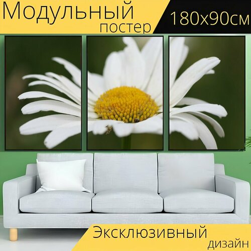 Модульный постер "Цветок, маргарита, природа" 180 x 90 см. для интерьера