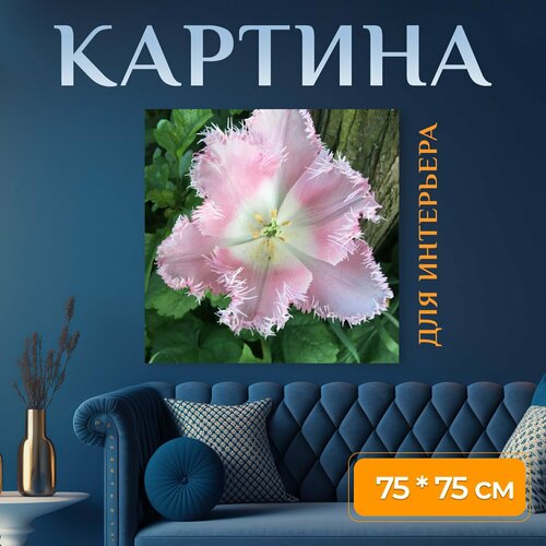 Картина на холсте "Цветок, тюльпан, цвести" на подрамнике 75х75 см. для интерьера
