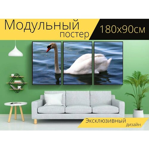 Модульный постер "Немой лебедь, лебедь, элегантный" 180 x 90 см. для интерьера