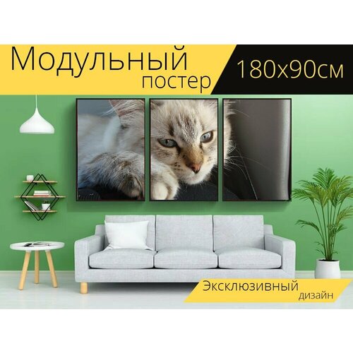 Модульный постер "Кошка, невская маскарадная, животные" 180 x 90 см. для интерьера