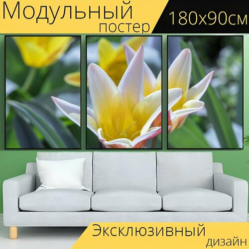 Модульный постер "Цветок, тюльпан, тюльпаны" 180 x 90 см. для интерьера