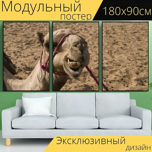 Модульный постер "Верблюд, пустыня, сахара" 180 x 90 см. для интерьера