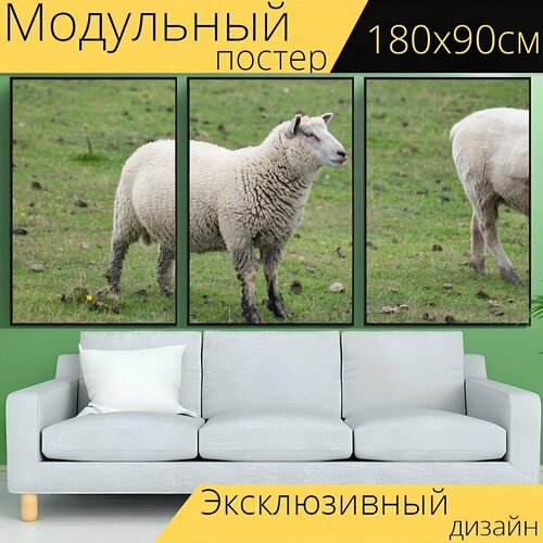 Модульный постер "Луг, животные, овец" 180 x 90 см. для интерьера