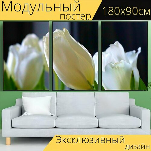 Модульный постер "Цветы, тюльпан, белый" 180 x 90 см. для интерьера