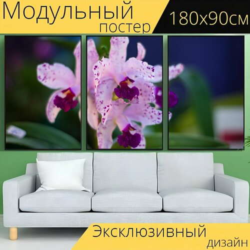 Модульный постер "Цветы, орхидеи, блум" 180 x 90 см. для интерьера