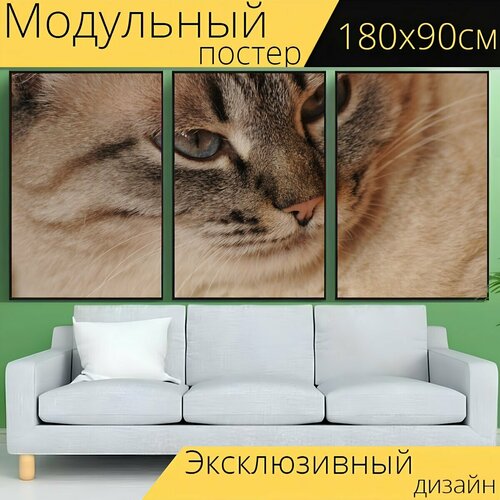 Модульный постер "Голова, кошка, кот" 180 x 90 см. для интерьера