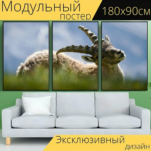 Модульный постер "Животное, горный козел, уважать" 180 x 90 см. для интерьера