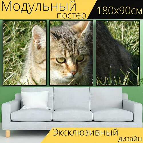 Модульный постер "Кот, котенок, животные" 180 x 90 см. для интерьера