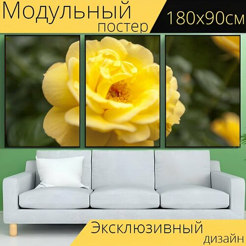 Модульный постер "Желтый, роза, цветок" 180 x 90 см. для интерьера