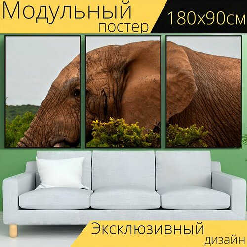 Модульный постер "Слон, африке, сафари" 180 x 90 см. для интерьера