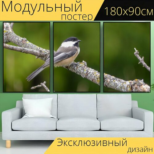 Модульный постер "Птица, животное, дикая природа" 180 x 90 см. для интерьера