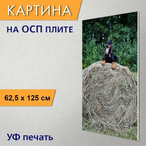Вертикальная картина на ОСП "Доберман, собака, сена" 62x125 см. для интерьериа
