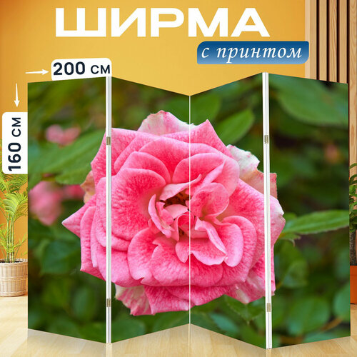 Ширма перегородка с принтом "Цветок, розы, культурные розы" на холсте - 200x160 см. для зонирования, раскладная