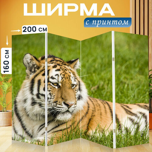 Ширма перегородка с принтом "Тигр, большой кот, полосы" на холсте - 200x160 см. для зонирования, раскладная