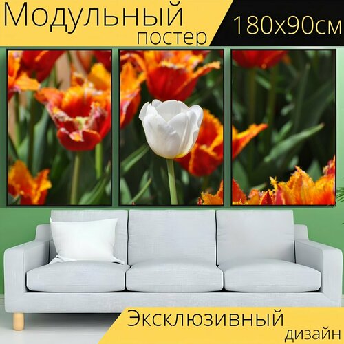 Модульный постер "Апельсин, белый, тюльпаны" 180 x 90 см. для интерьера