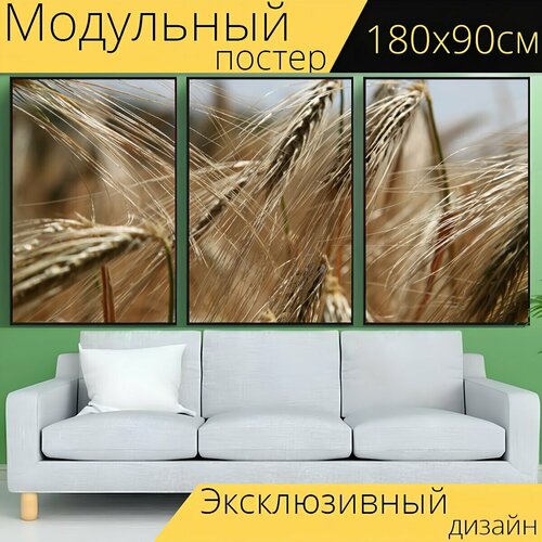 Модульный постер "Пшеница, пшеничное поле, рожь" 180 x 90 см. для интерьера