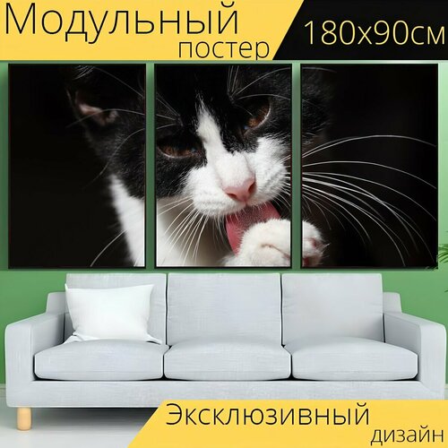 Модульный постер "Кот, домашнее животное, животное" 180 x 90 см. для интерьера