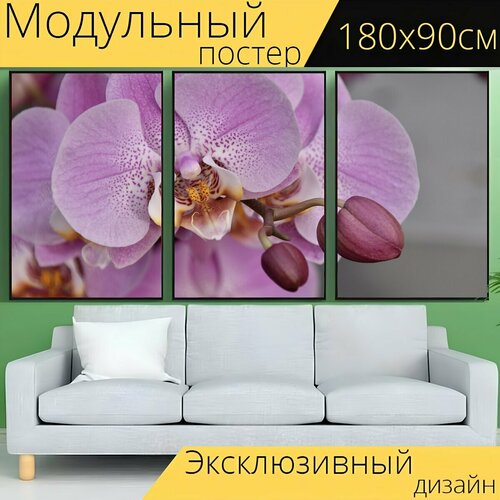 Модульный постер "Цветок, орхидея, розовый цветок" 180 x 90 см. для интерьера