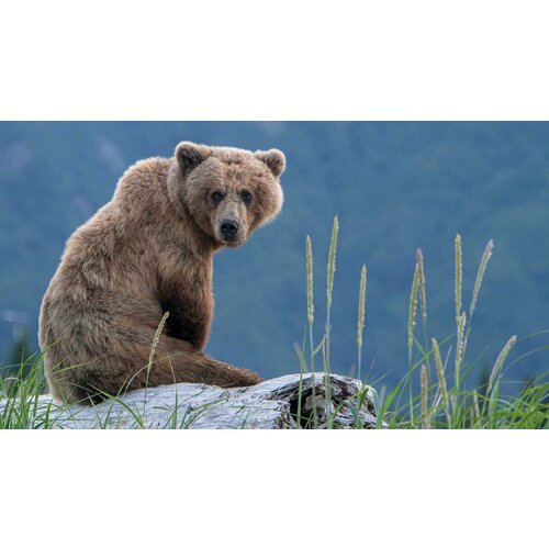 Картина на холсте 60x110 LinxOne "Трава медведь бревно Топтыгин" интерьерная для дома / на стену / на кухню / с подрамником