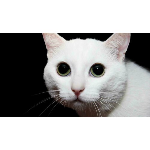 Картина на холсте 60x110 LinxOne "Глаза кот мордашка" интерьерная для дома / на стену / на кухню / с подрамником