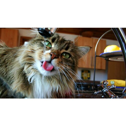Картина на холсте 60x110 LinxOne "Кошка кран морда вода кот" интерьерная для дома / на стену / на кухню / с подрамником