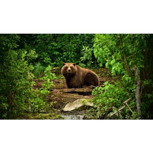 Картина на холсте 60x110 LinxOne "Речка листва бурый Медведь кусты" интерьерная для дома / на стену / на кухню / с подрамником