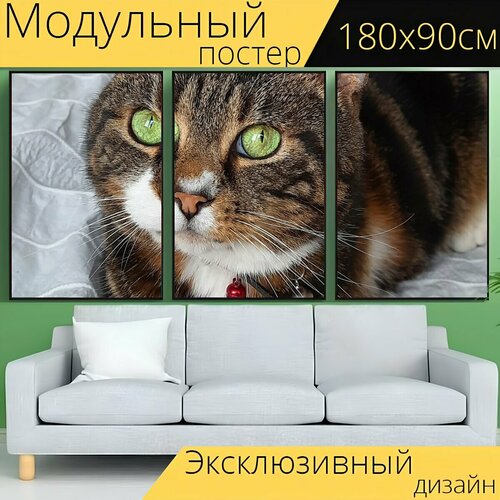 Модульный постер "Кошка, кошачий, зеленые глаза" 180 x 90 см. для интерьера